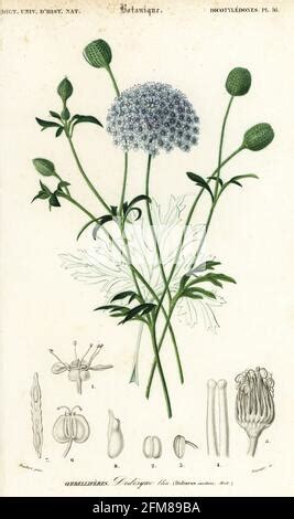 Blue Lace Flower Trachymene Coerulea Syn Didiscus Caeruleus Stock