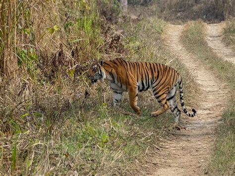 Chitwan National Park Exploring Nepals Pristine Biodiversity Hotspot