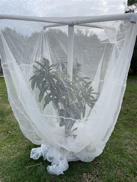 Netting Fruit Trees Latest Method McCarthy Park