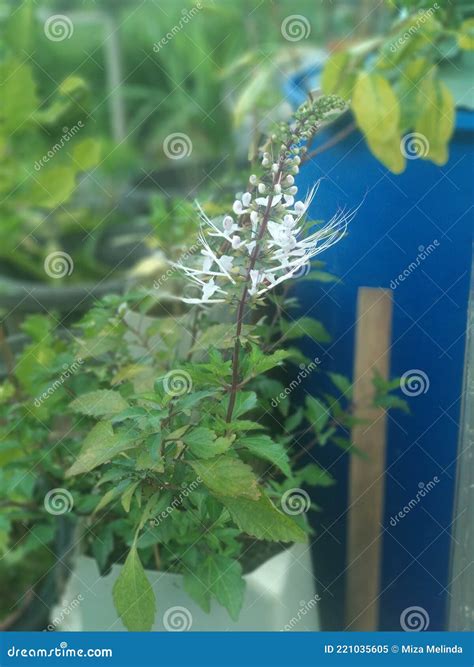 Beautiful And Efficacious Flowers Stock Image Image Of Food