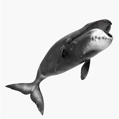 Whale Bowhead 3d Model 49 Max Fbx Ma Obj Free3d