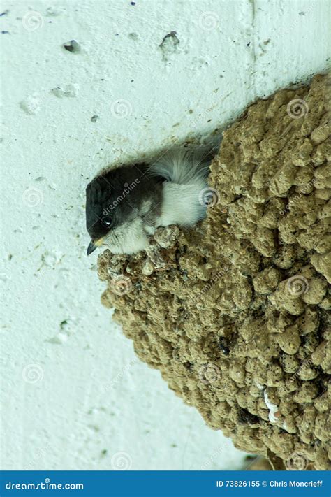 Swift Chick In Nest Stock Image Image Of Swifts Apus 73826155
