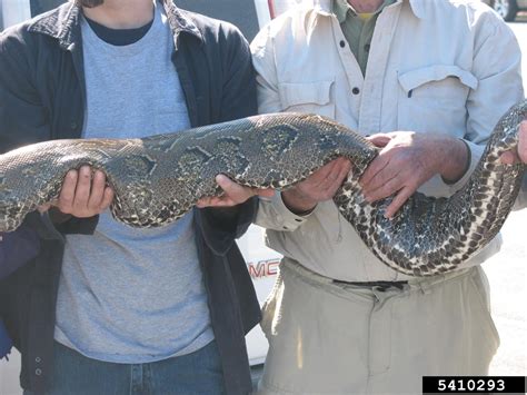 Pythons Genus Python Daudin 1803