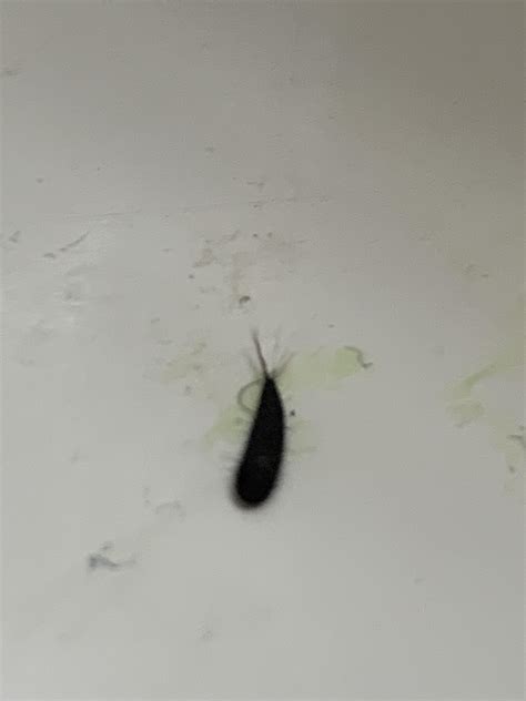 Found This Tiny Black Fuzzy Bug Hiding On A Roll Of Toliet Paper What Is It Whatsthisbug