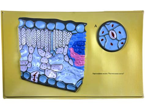 Leaf Cell Structure High Quality Leaf Cell Structure On