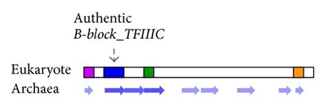 Highly Schematized Cartoon Showing Distribution Of The Archaeal B Block Download Scientific