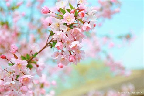 花间词 海棠：海棠四月始盛开，身姿潇洒锦云来 ！凤凰网