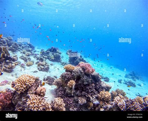 Underwater Panoramic View Of Coral Reef With Shoal Of Lyretail Anthias