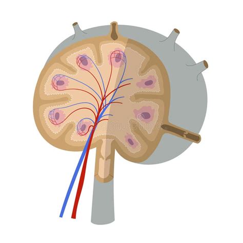 Anatomy Of A Lymph Node Simplified Scheme Showing External And Internal Structure Stock Vector
