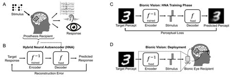 hybrid neural autoencoders for stimulus encoding in visual and other