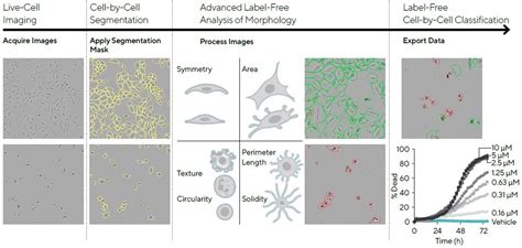Cell Morphology Subpopulation Classification In A Label Free Method