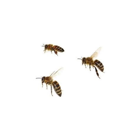 Pingl Par Janice White Sur H O N E Y B E E