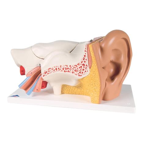 Advanced Anatomical Ear Model 6 Part Ear Models