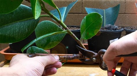 R Houseplants Comments 1bupo77 Ive Been Trying