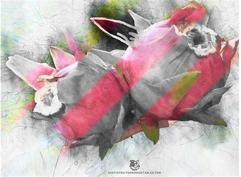 ᐉ Simon Purple Dragon Fruit Taste The Spectacular