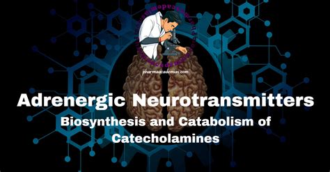 Biosynthesis And Catabolism Of Catecholamine Pharmaacademias