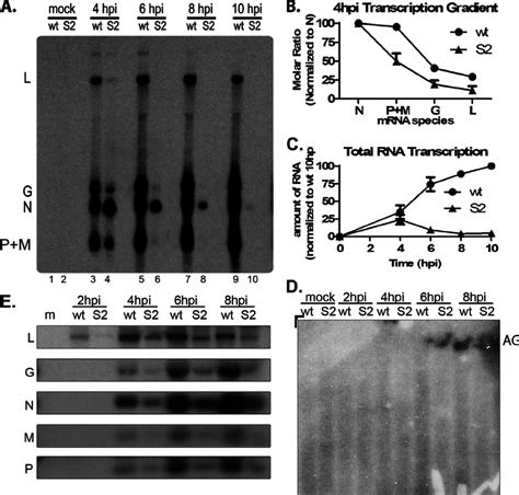 Rna Production In Wild Type And S 2 Vsv Infected Cells A Bhk Cells