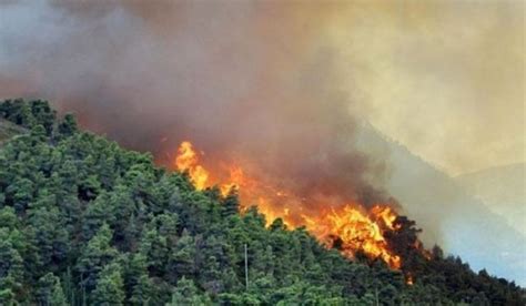 Сэлэнгэ аймагт гарсан ойн түймрийг бүрэн унтраажээ