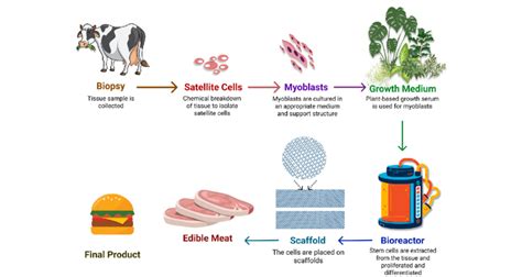 Scaffolding Technique Download Scientific Diagram