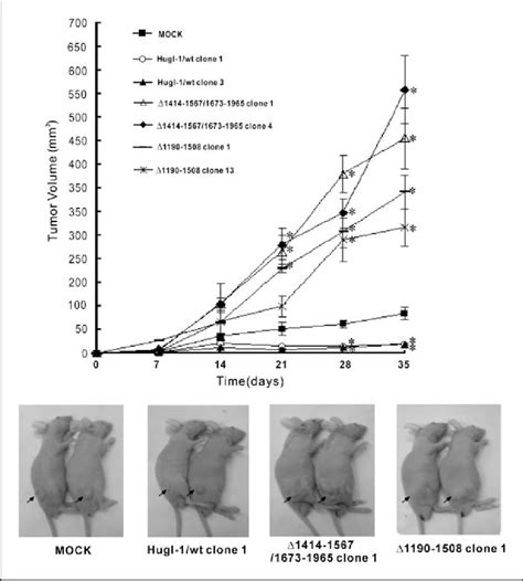 Tumorigenicity Assay In Nude Mice The Volume Of Tumors From The Nude Download Scientific