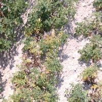 Multispectral Potato Detection Object Detection Dataset By AGML