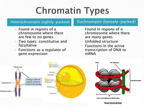 Ppt Structure Of Chromatin Powerpoint Presentation Id 209551