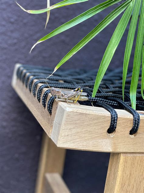 Found In Philadelphia Looks Kinda Like A Locust Maybe But Search