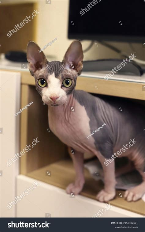 Cat Breed Sphinx Naked Cat Kitten Stock Photo Shutterstock