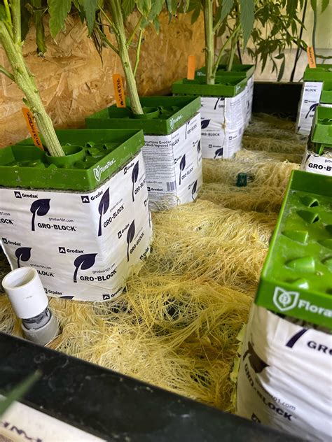 Root Porn R Hydroponics