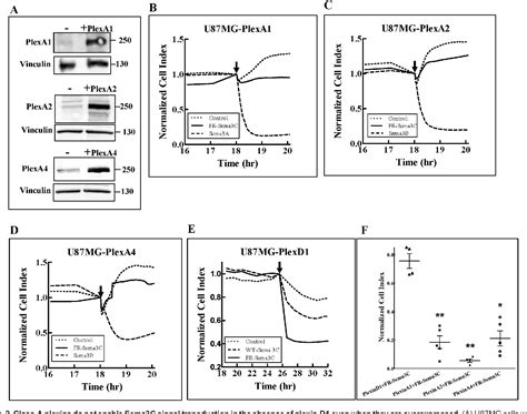 Figure 1 From Complexes Of Plexin A4 And Plexin D1 Convey Semaphorin 3c