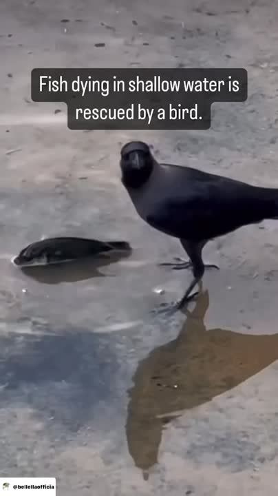 Video Kcloud Llc On Linkedin Like Comment Share Growyourskill