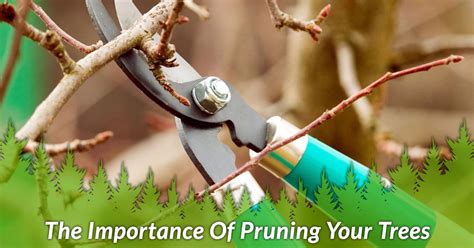 Tree Experts Elmhurst The Importance Of Pruning Trees J S Tree Service Inc Chicagoland