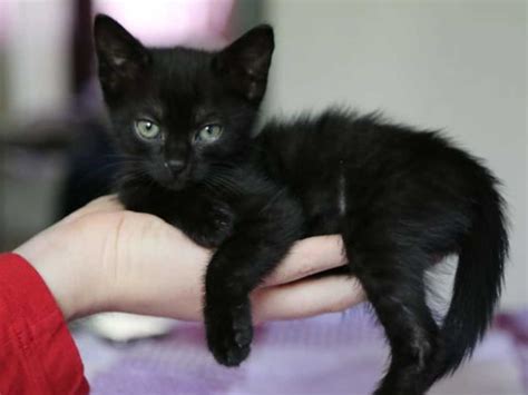 Black Kitten