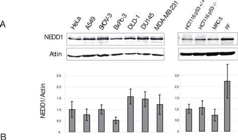 Actin Polymerization Assay Sigma Aldrich