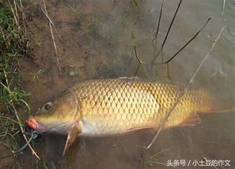 垂釣自然水域窩料的製作方法，這樣的製作方法你們有知道的嗎？ 每日頭條