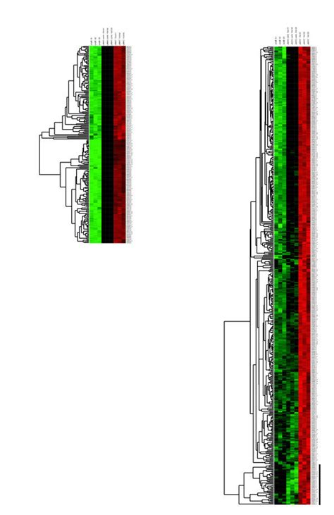 Hierarchical Clustering Of Probe Sets Identified As Upregulated In