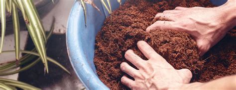 Buffered Coco Peat Coconut Export In The World Koko Exim