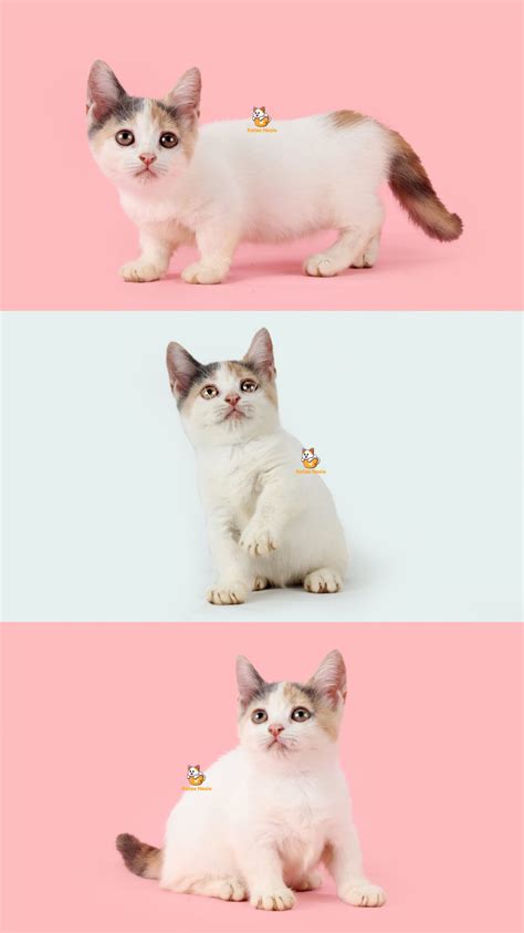 Alicia Kucing Munchkin Bulan Betina Katze Nesia