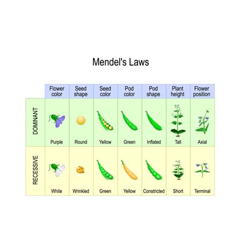 Mendel S Law Mendelian Genetics Biology Online Tutorial