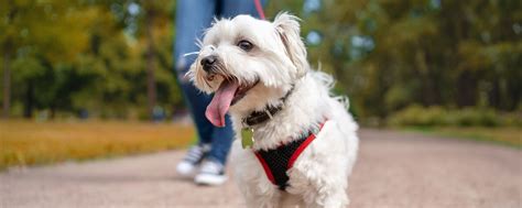 Топ 5 пород собак которые мало линяют Четыре Лапы Все о домашних животных Дзен