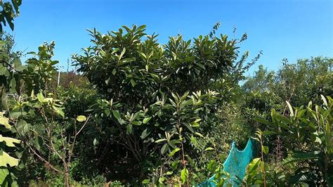 비파나무 취목 번식 키우기 Youtube