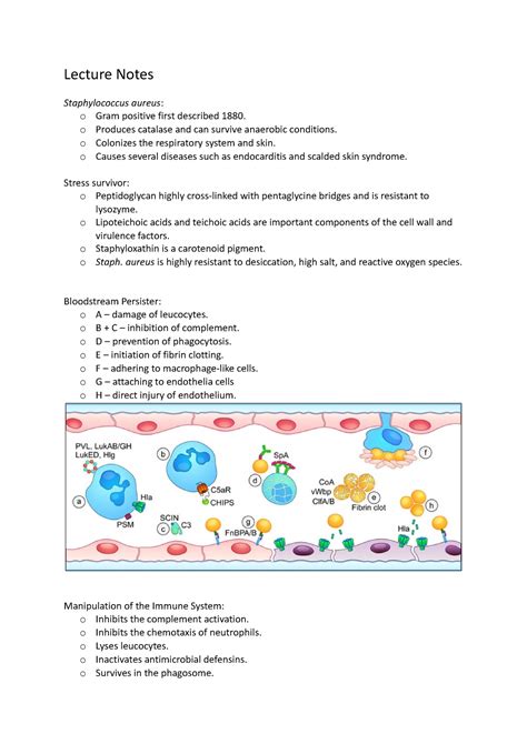 Lecture 4 Staphylococcus Aureus And Mrsa Lecture Notes Staphylococcus Aureus O Gram