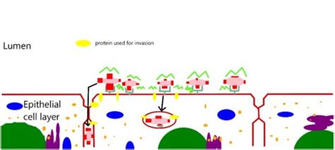 What Is The Difference Between Pathogenicity And Virulence Pediaa Com