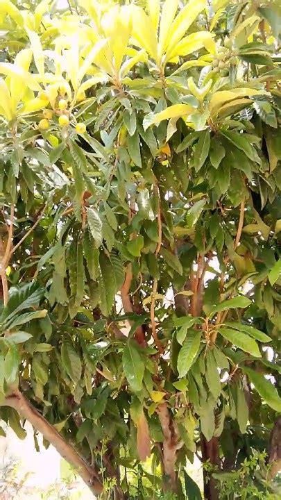 پھل کا درخت ؟ Youtube