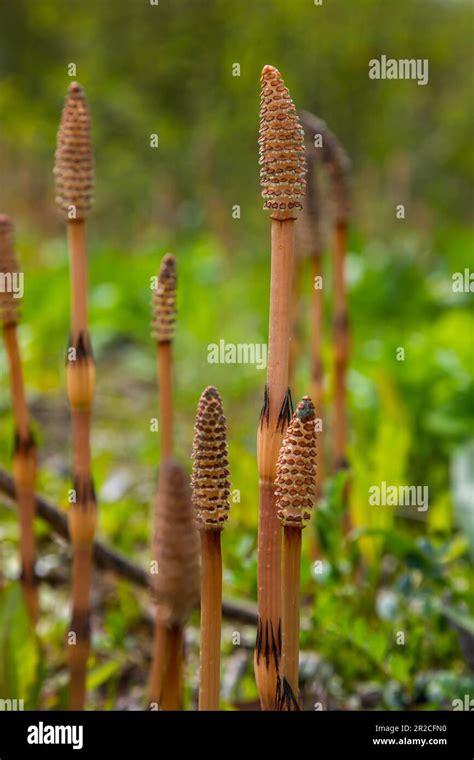 Equisetum Arvense The Field Horsetail Or Common Horsetail Is An