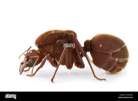 Leaf Cutter Ants Queen