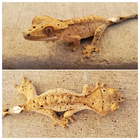 Yellow Brindle Dalmatian Crested Gecko By Ems Cresties Morphmarket
