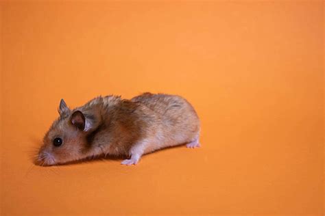 Cute Brown Mouse Background Images Hd Pictures And Wallpaper For Free