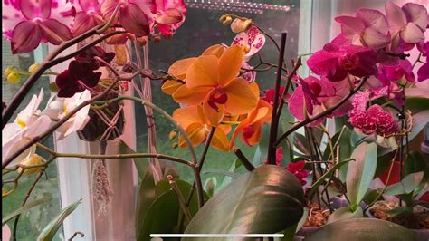 Моя коллекция орхидей хойи и другие растения🌸 Youtube