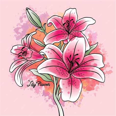 Premium Vector Lily Flower Outline Drawing Water Color Vector